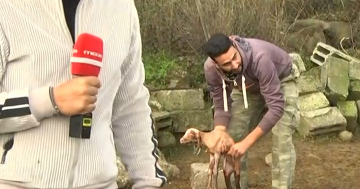 Προβατίνα γέννησε σε ζωντανή σύνδεση στην Κοινωνία ώρα Mega