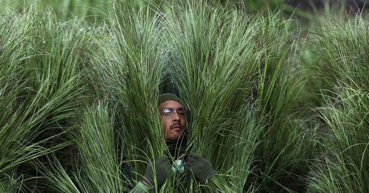 Super Bowl: Οι θάμνοι στο halftime show του Bad Bunny ήταν άνθρωποι ...